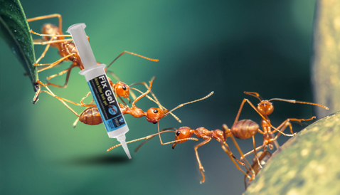 Flies - Exterminating the housefly | SHIELD - Pest Control System